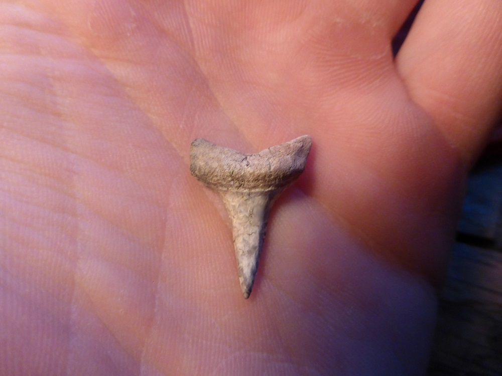 Santa Margarita Formation Shark Teeth. What Is The Species? - Fossil ID ...