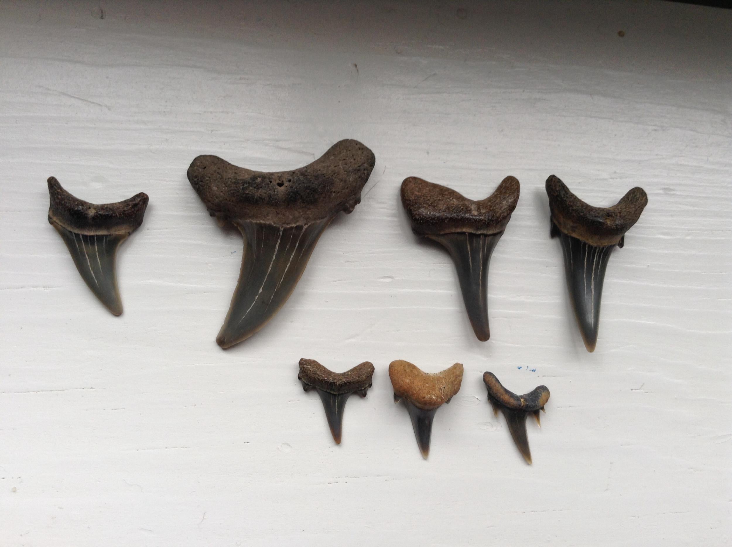 Our Best Potomac Teeth - Member Collections - The Fossil Forum