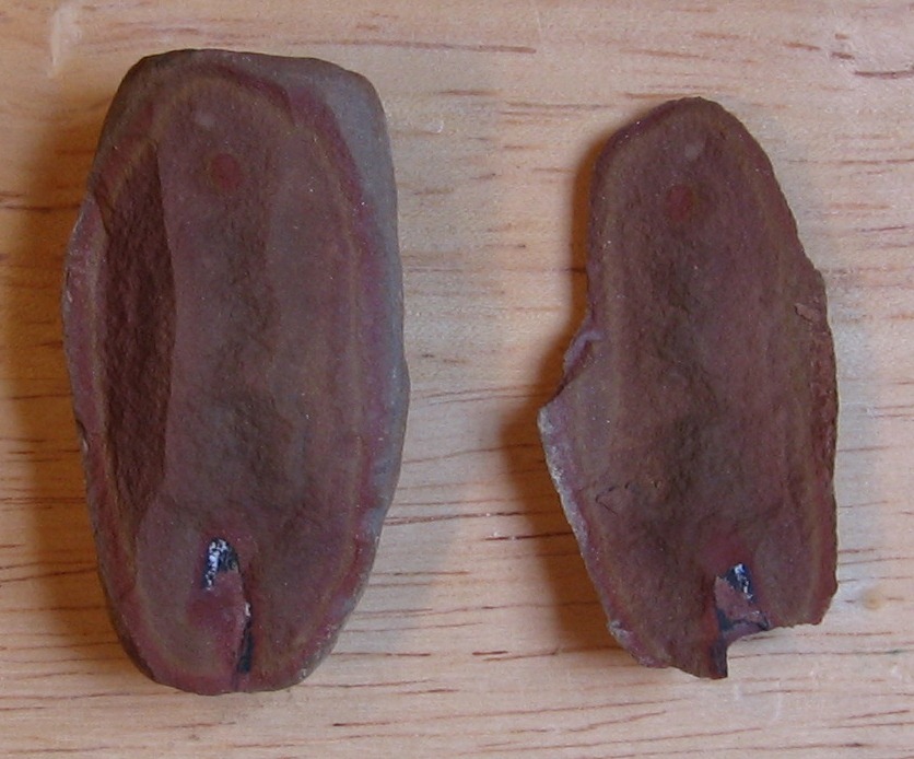 Mazon Creek Bonanza - Member Collections - The Fossil Forum