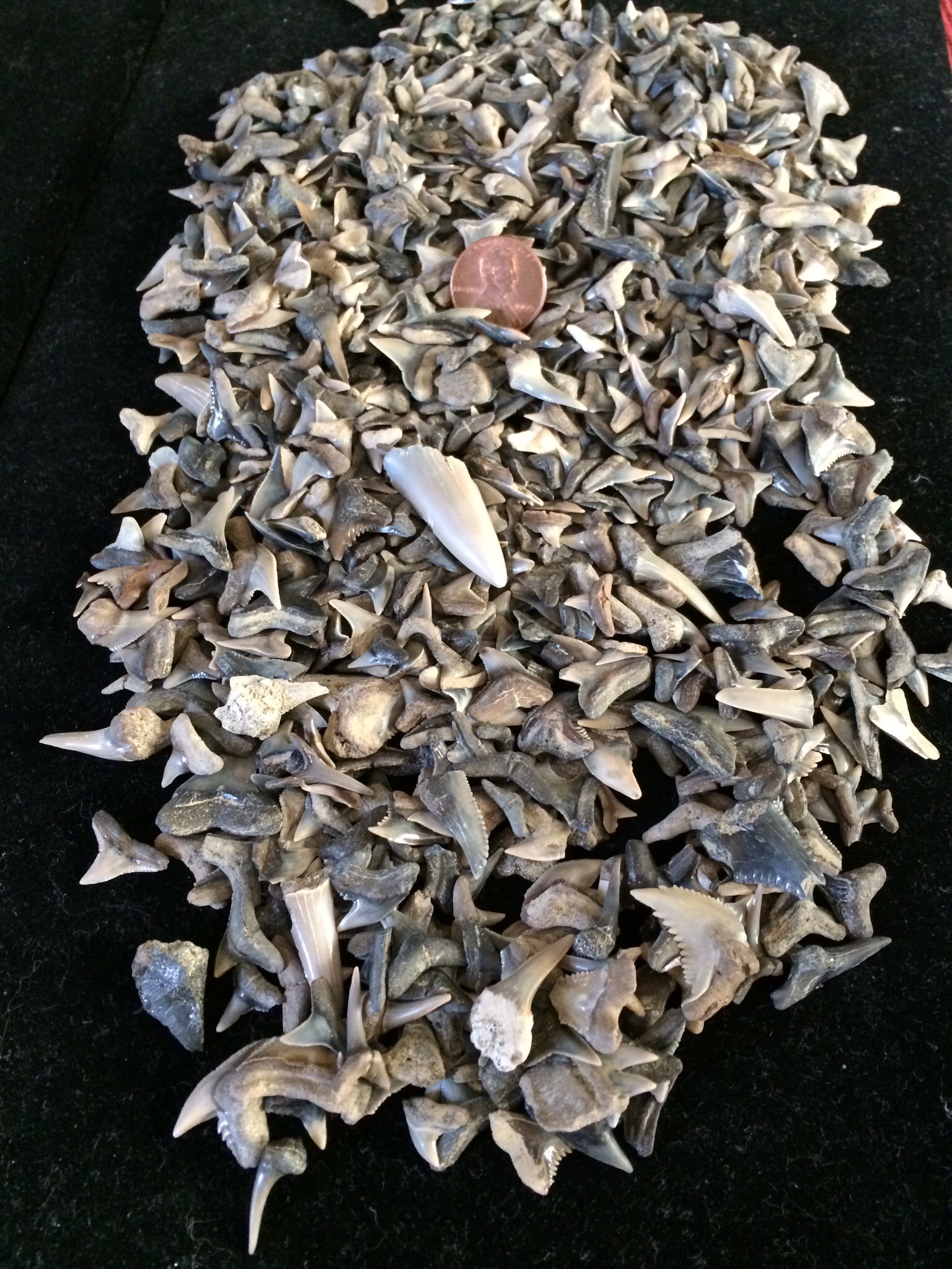 Aurora Fossil Museum Spoil Pile - Member Collections - The Fossil Forum