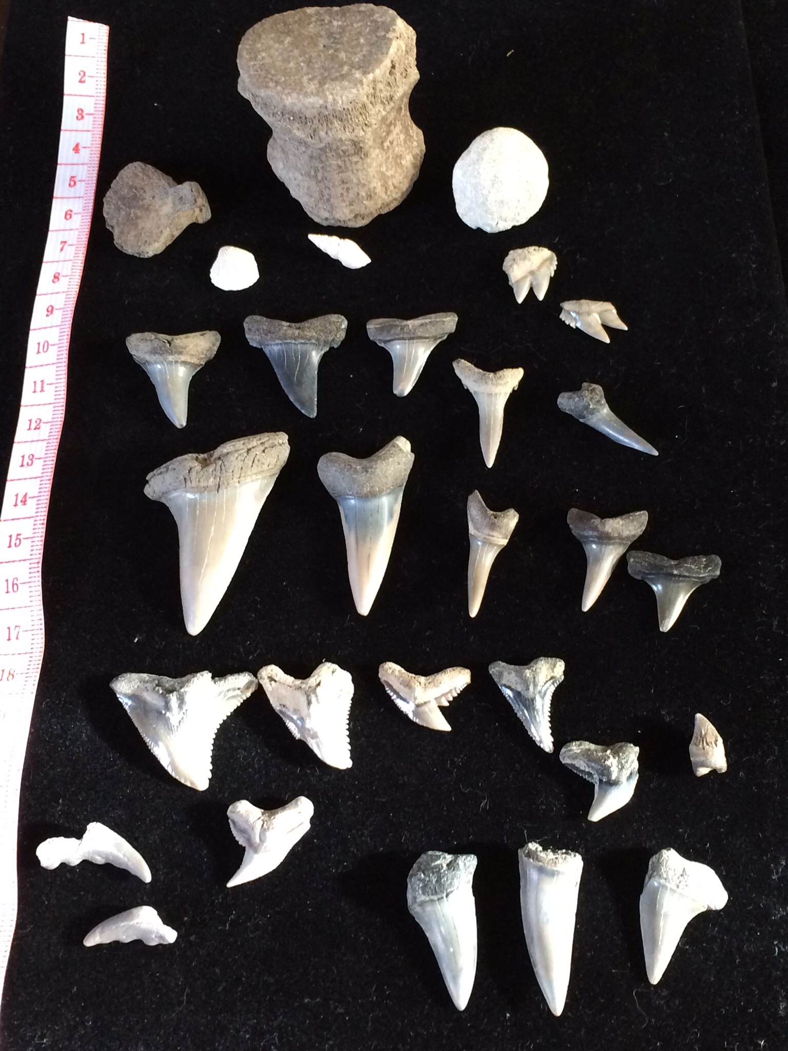 Aurora Fossil Museum Spoil Pile - Member Collections - The Fossil Forum