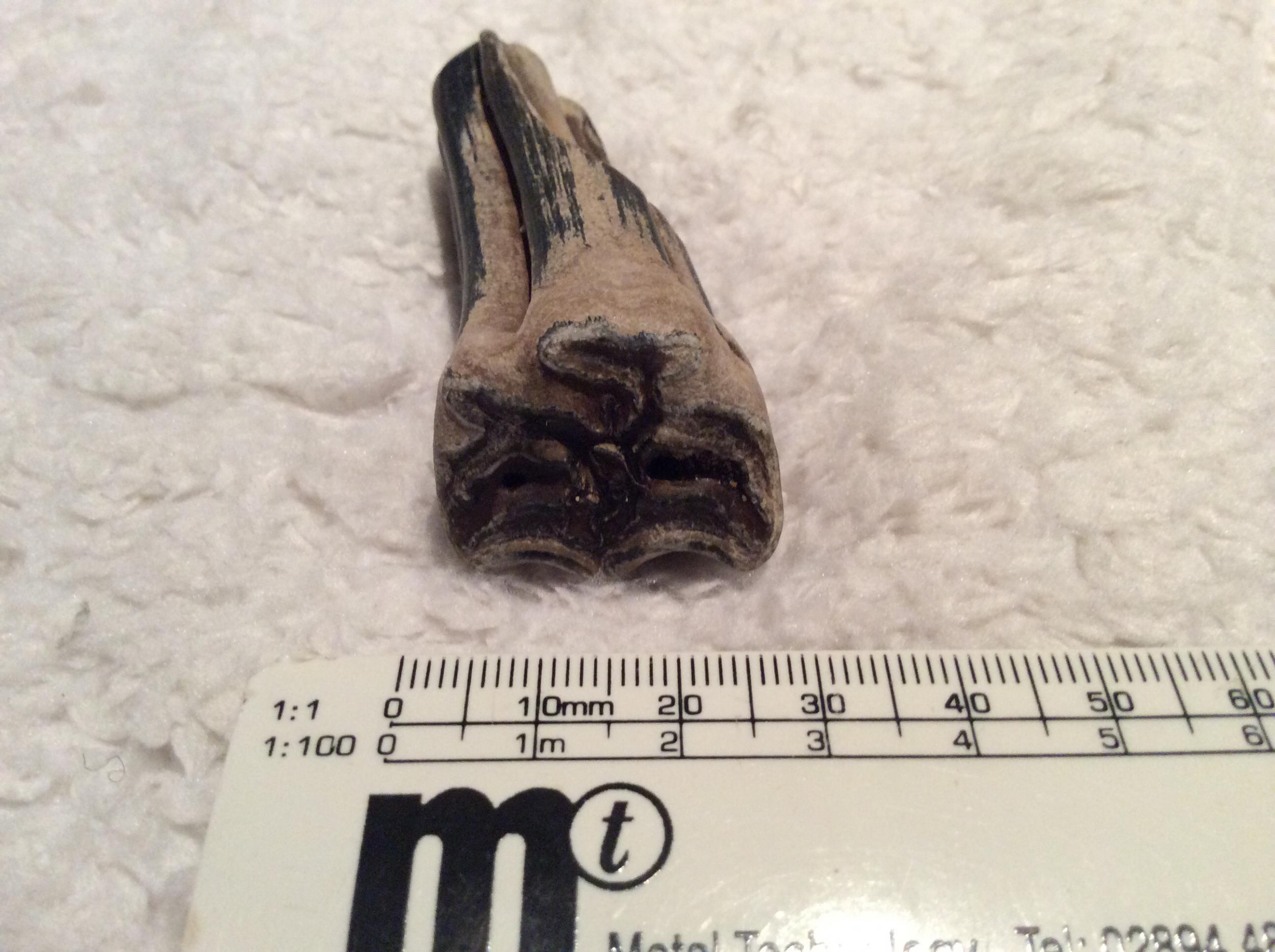 Possible Tooth - Fossil ID - The Fossil Forum