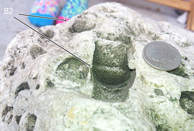 14 Pounds Of Cool... - Fossil ID - The Fossil Forum