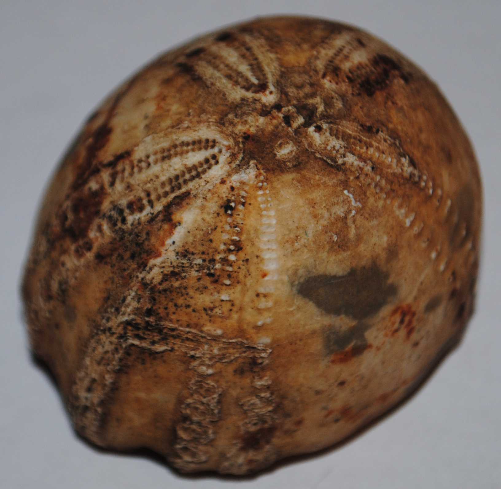 Unusual Echinoid, Additional Features? - Fossil ID - The Fossil Forum