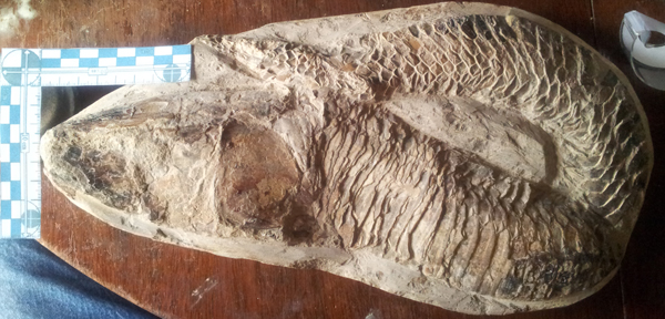 Terapod - Fish ? - Fossil ID - The Fossil Forum