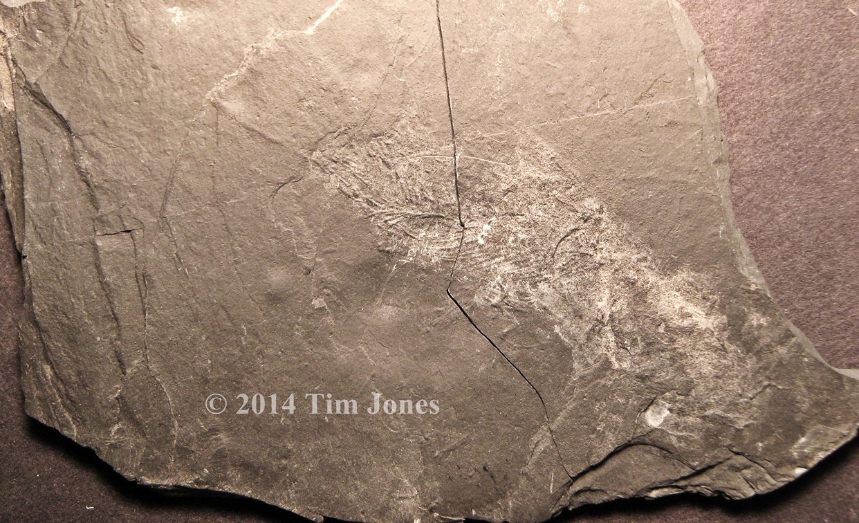 Tantalizing Trip To The Triassic! (Picture Heavy) - Fossil Hunting ...