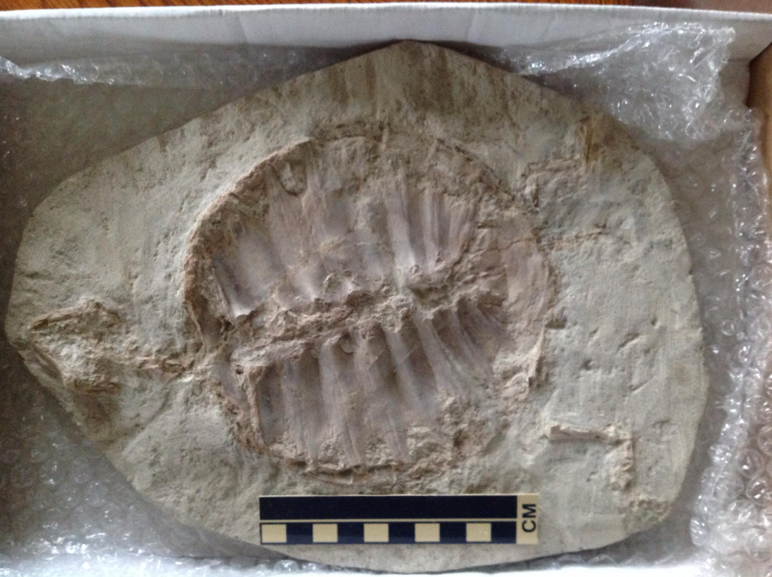 Awesome Little Turtle - Fossil ID - The Fossil Forum