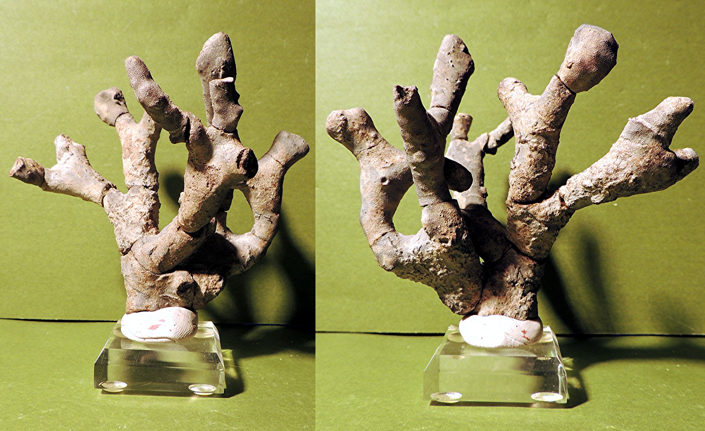 Bryozoan Bonsai - Member Collections - The Fossil Forum