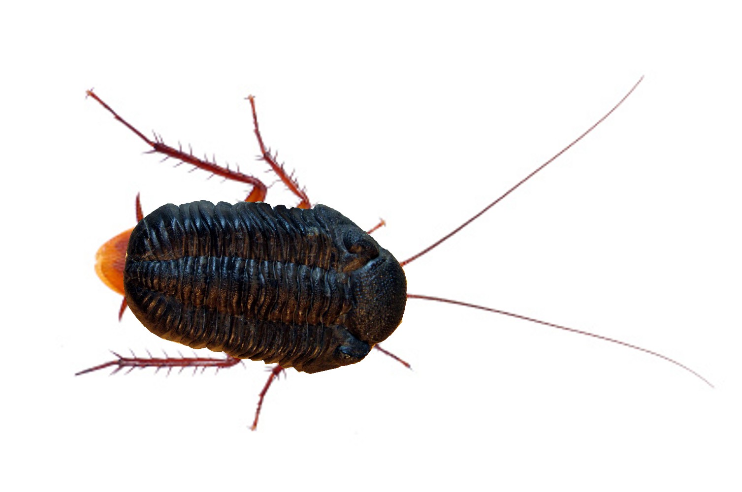 Fossils That Look Like Stuff - General Fossil Discussion - The Fossil Forum