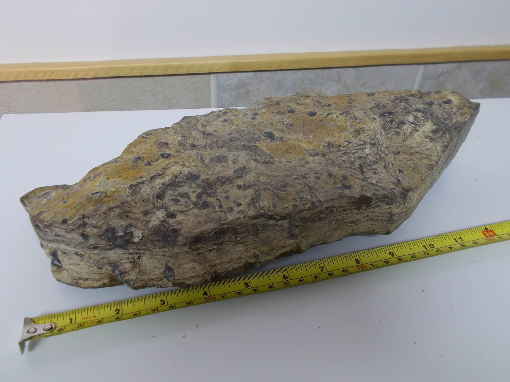 Multiple Fossils In Rock - Fossil ID - The Fossil Forum