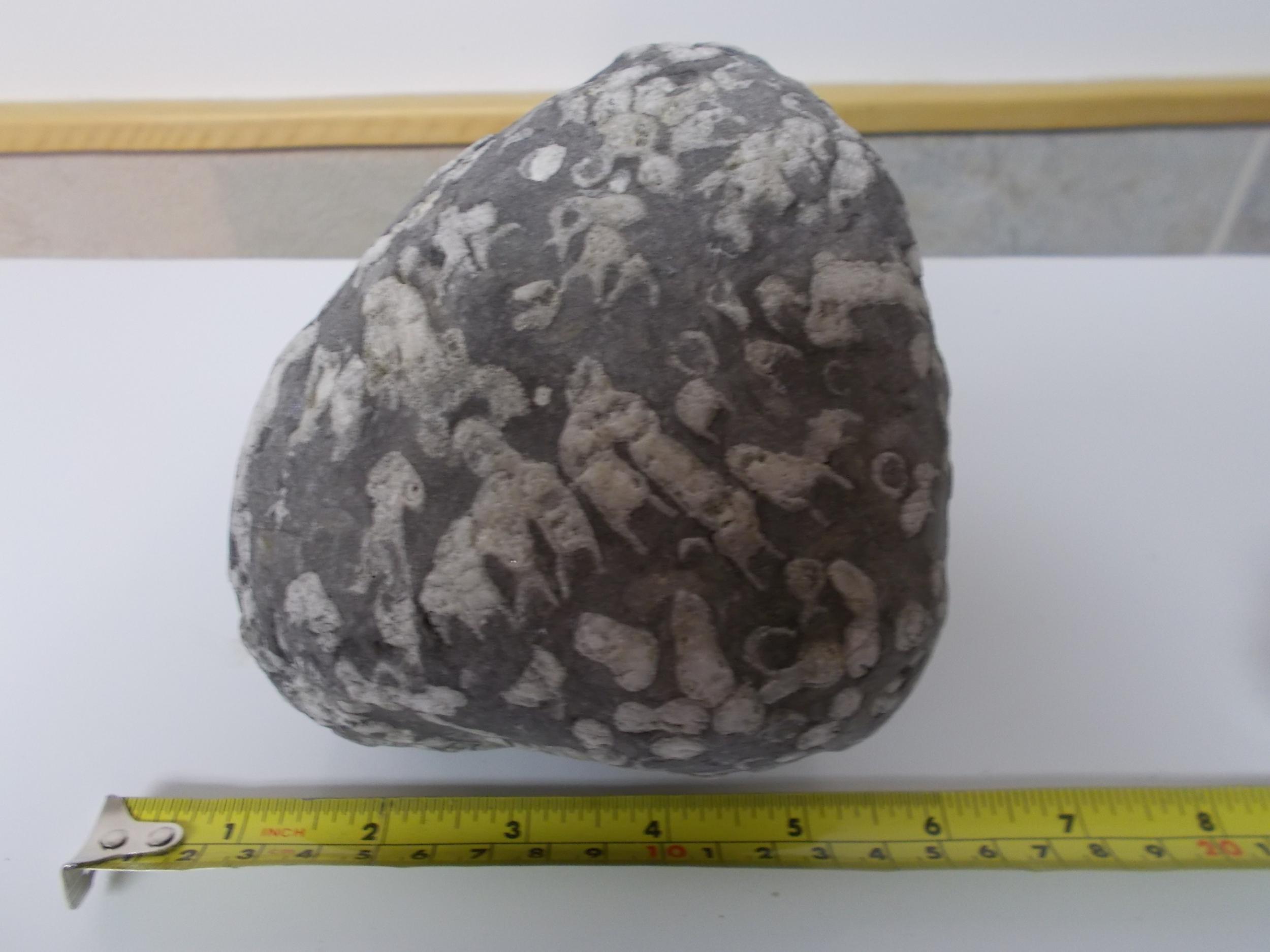 Multiple Fossils In Rock - Fossil ID - The Fossil Forum