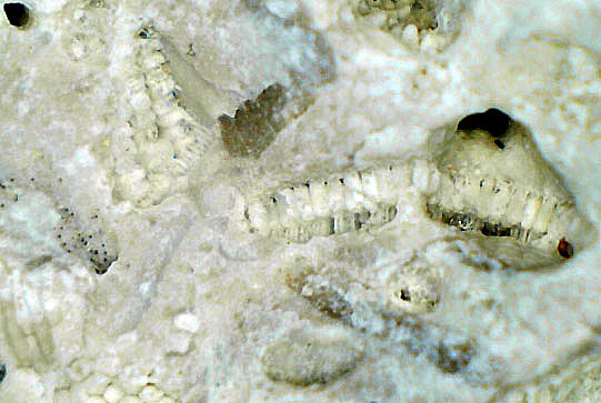 Micro's In Limestone. - Fossil Hunting Trips - The Fossil Forum