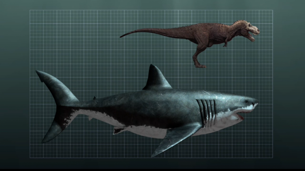 If? - General Fossil Discussion - The Fossil Forum