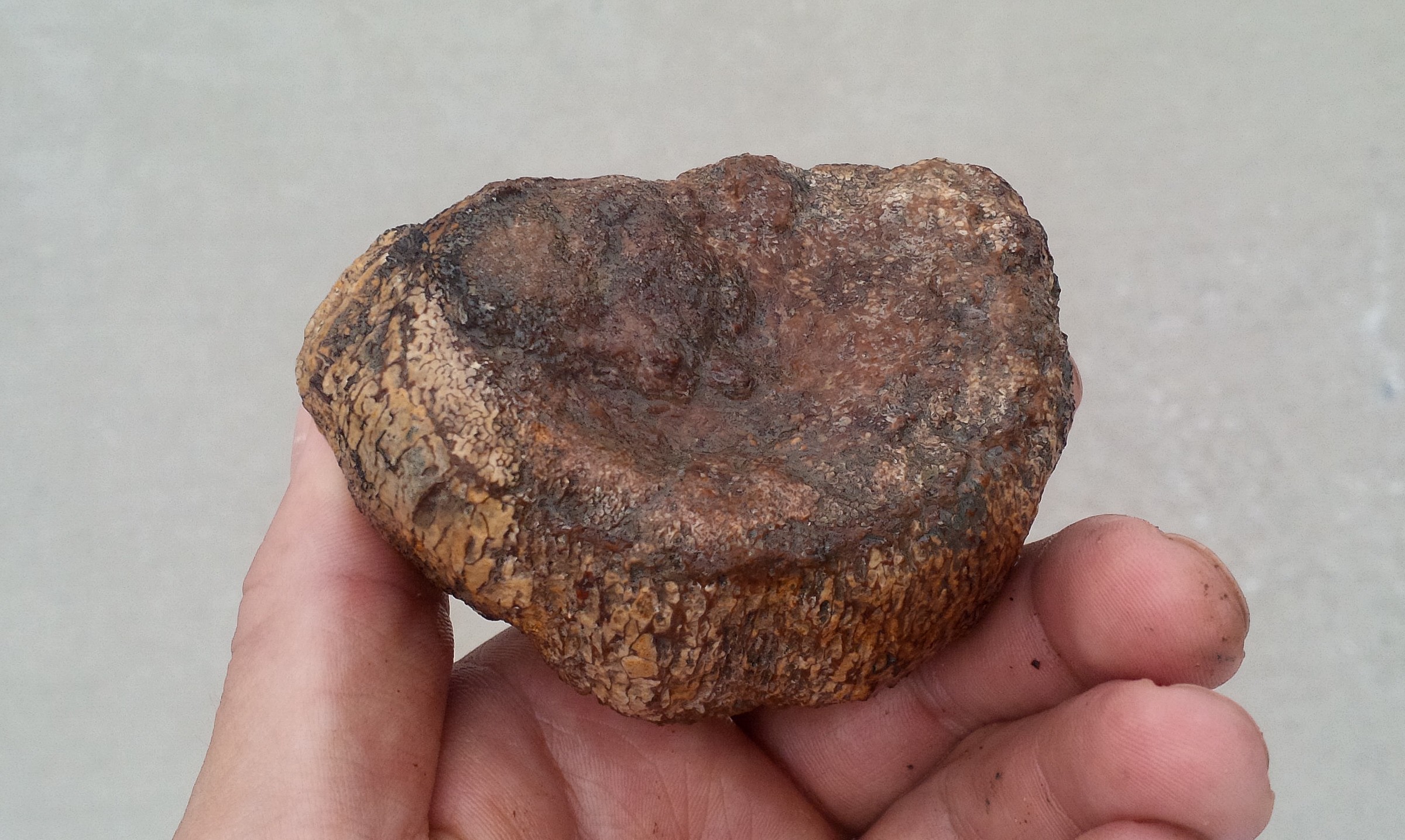 Dallas, Tx Bones...marine Or Terrestrial? - Fossil ID - The Fossil Forum