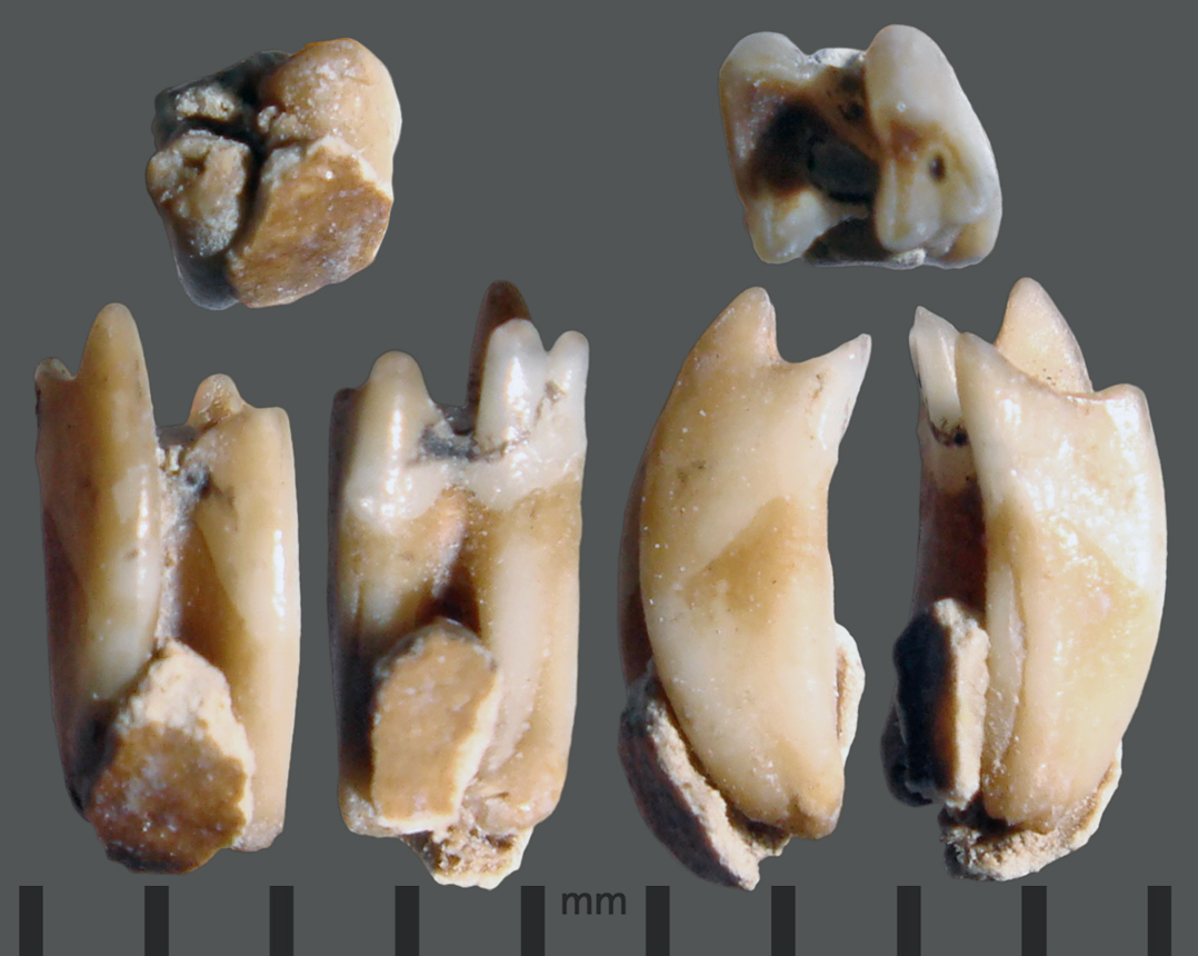 Tiny Mammal Tooth From Gainesville, Fl. - Fossil ID - The Fossil Forum