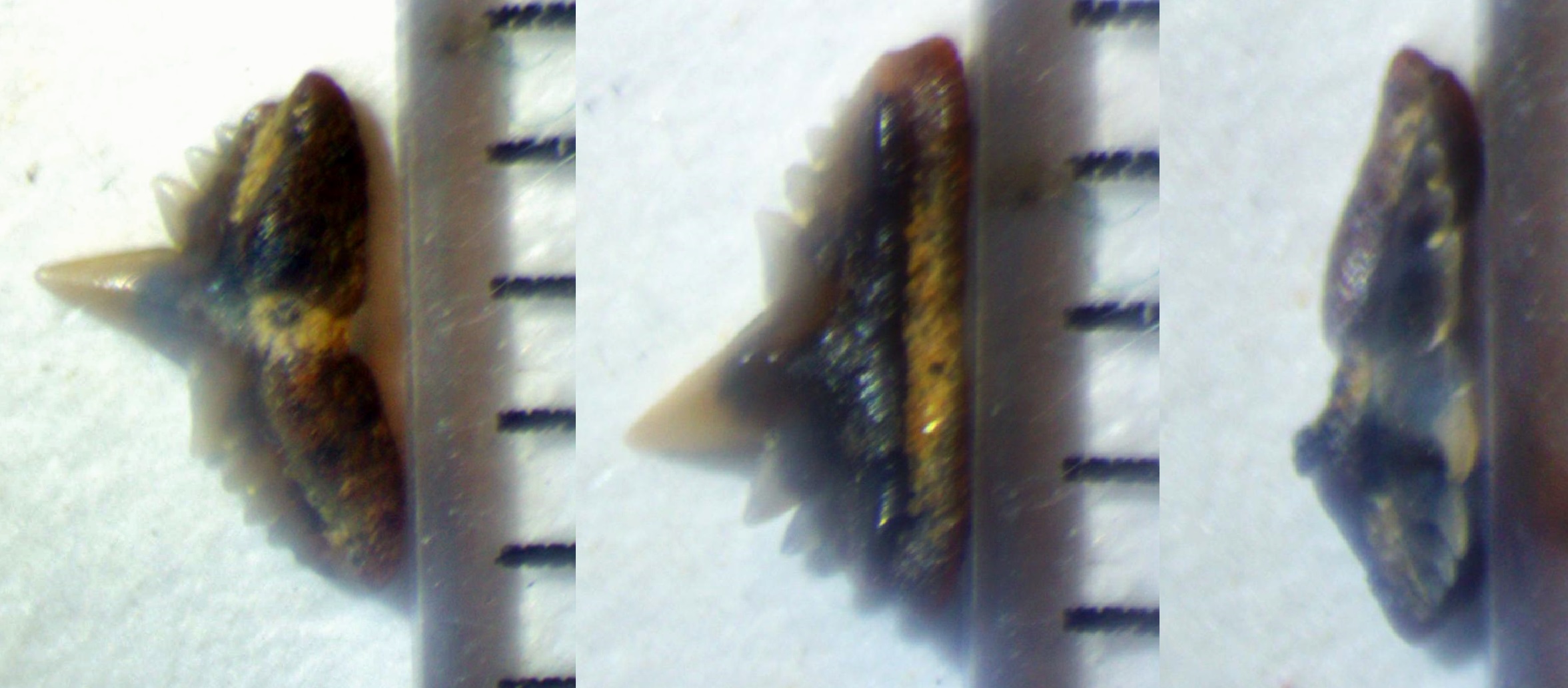 Some More Micros From Shark Tooth Hill, California - Micro-paleontology ...