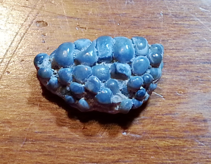 Fish Mouth Plate - Fossil ID - The Fossil Forum