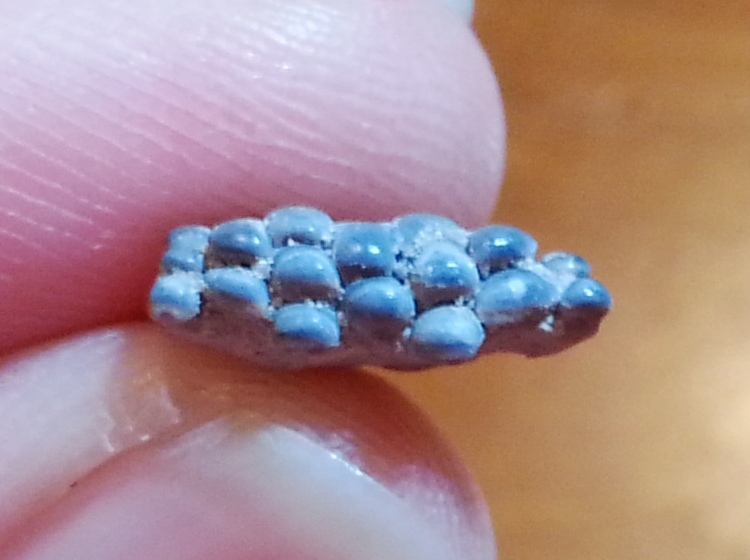 Fish Mouth Plate - Fossil ID - The Fossil Forum