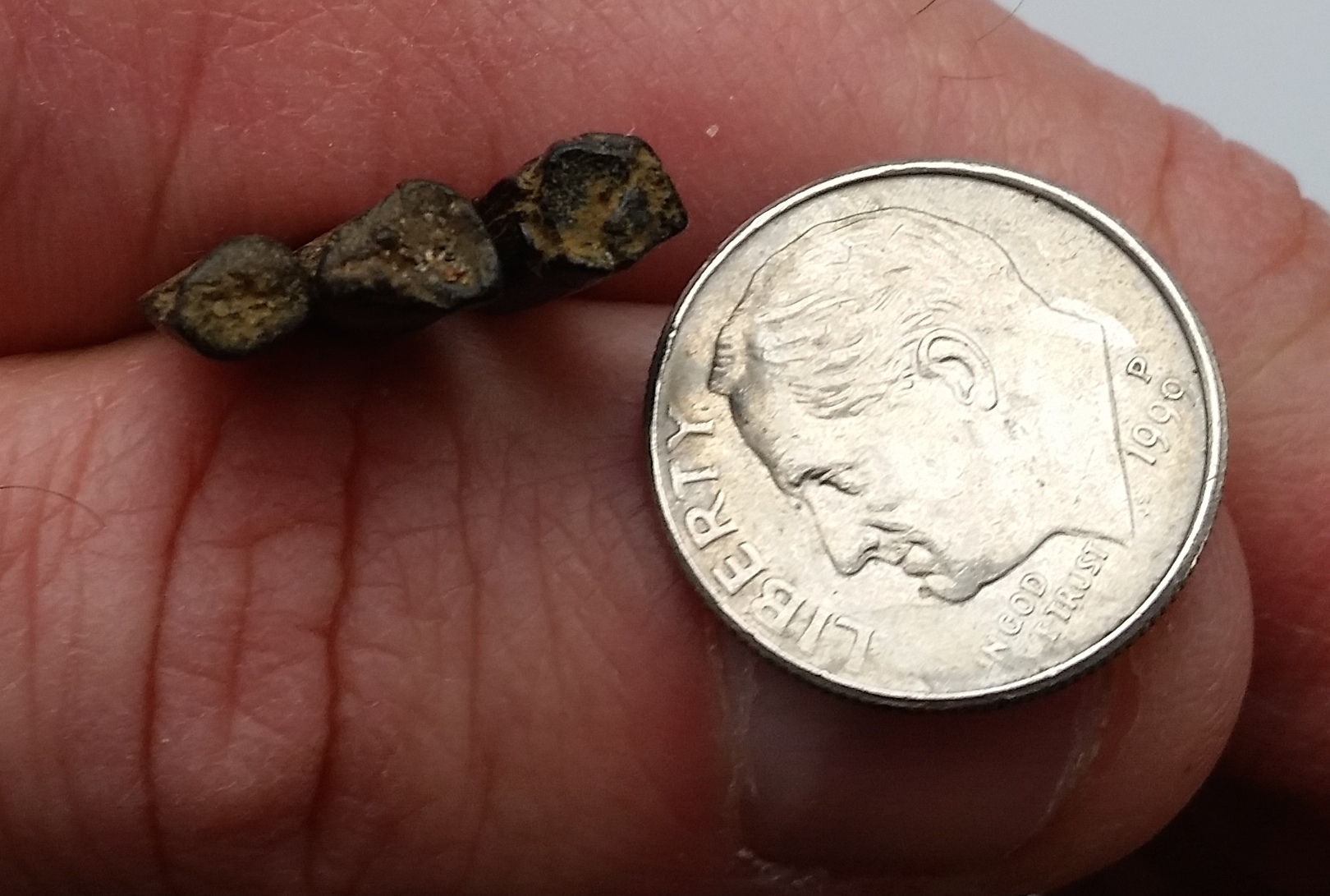 Nj Cretaceous Teeth - Fossil ID - The Fossil Forum