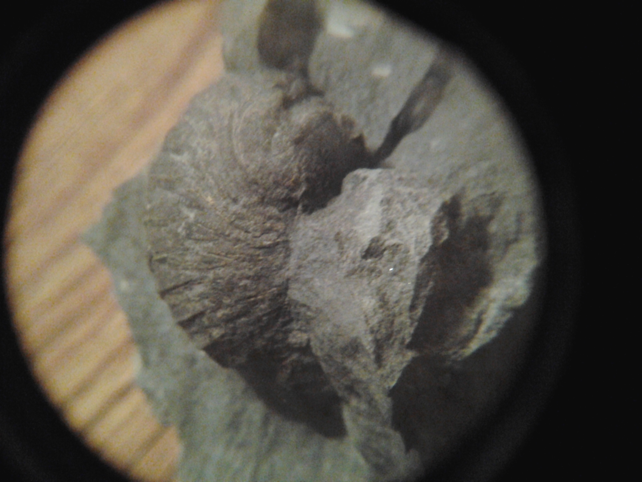 Trick For Taking Photographs With A Cell Phone - General Fossil ...