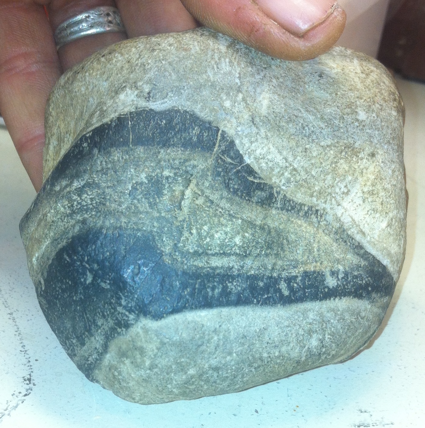 Birds Head Fossil? - Fossil ID - The Fossil Forum