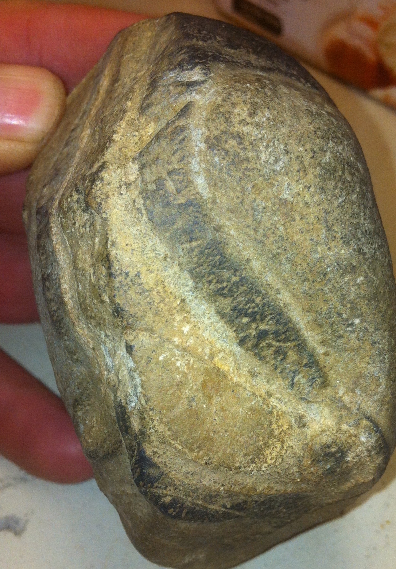 Birds Head Fossil? - Fossil ID - The Fossil Forum