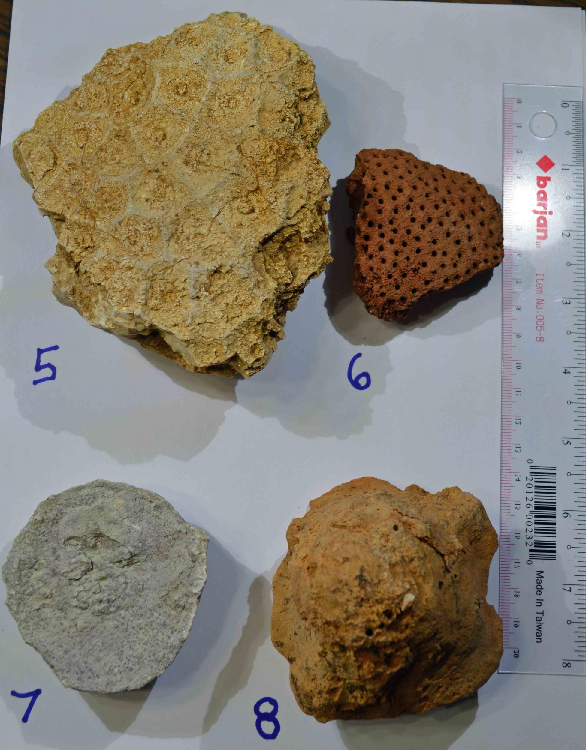 New Auction For The F F - General Fossil Discussion - The Fossil Forum