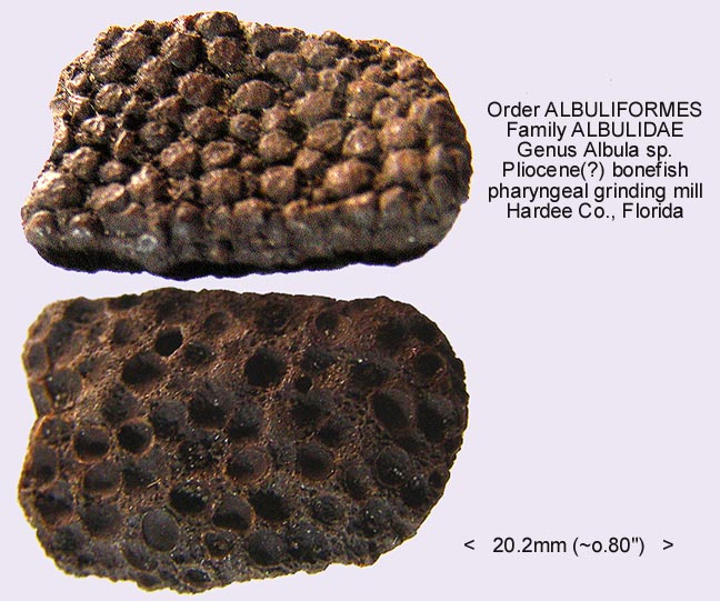 Fish Mouth Plate - Fossil ID - The Fossil Forum