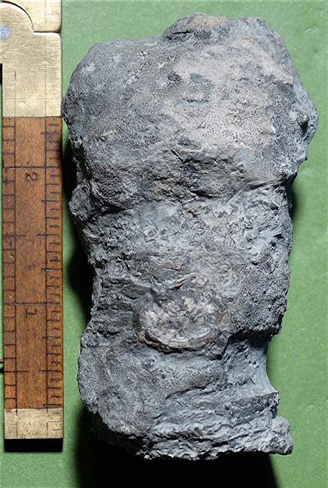 First Hunt Of The Year 2015. - Fossil Hunting Trips - The Fossil Forum
