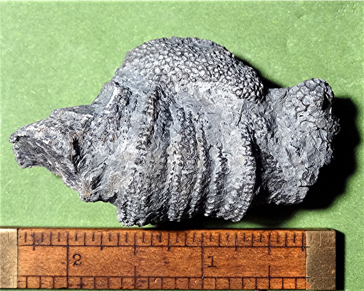First Hunt Of The Year 2015. - Fossil Hunting Trips - The Fossil Forum