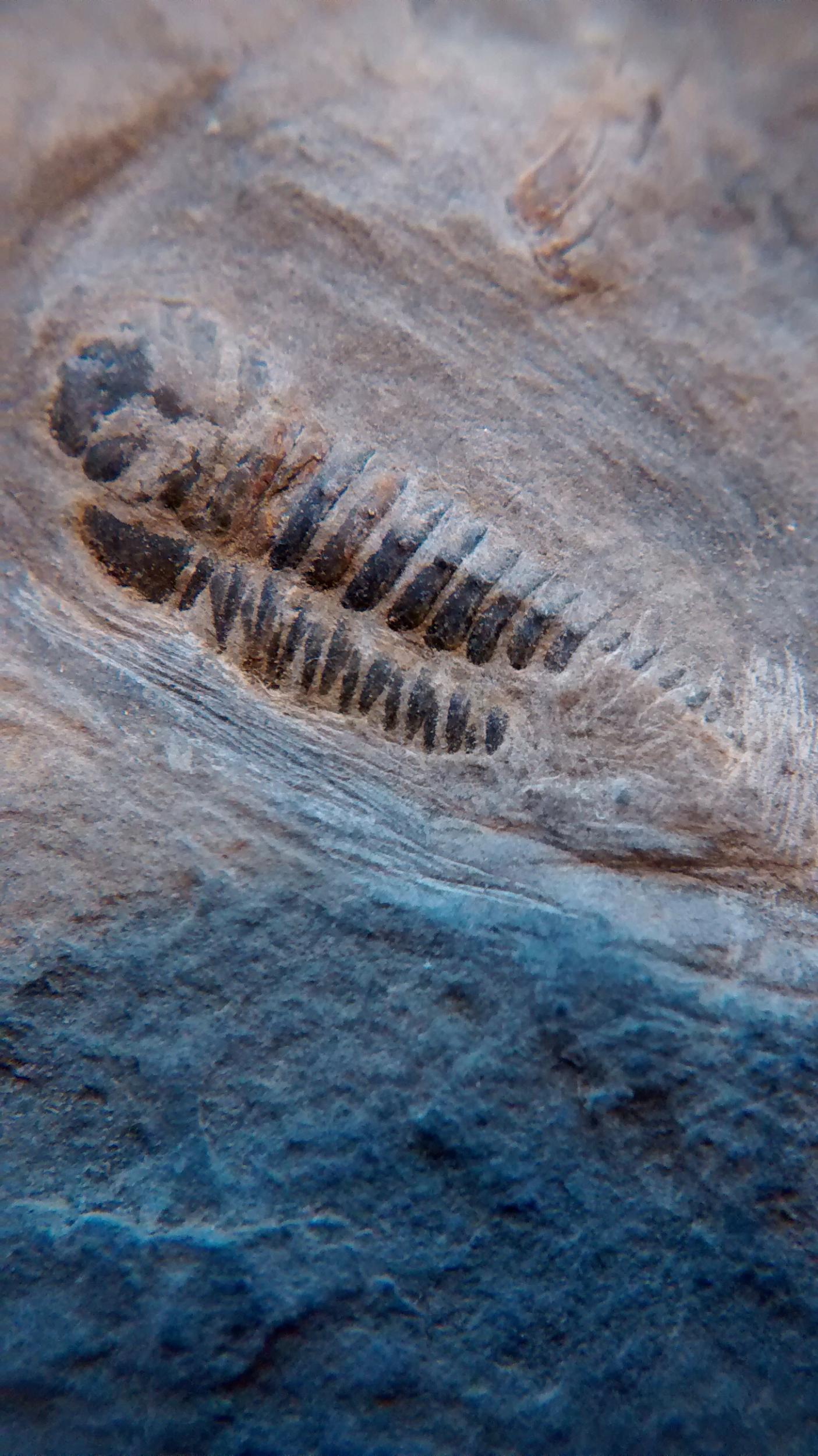 Trick For Taking Photographs With A Cell Phone - General Fossil ...