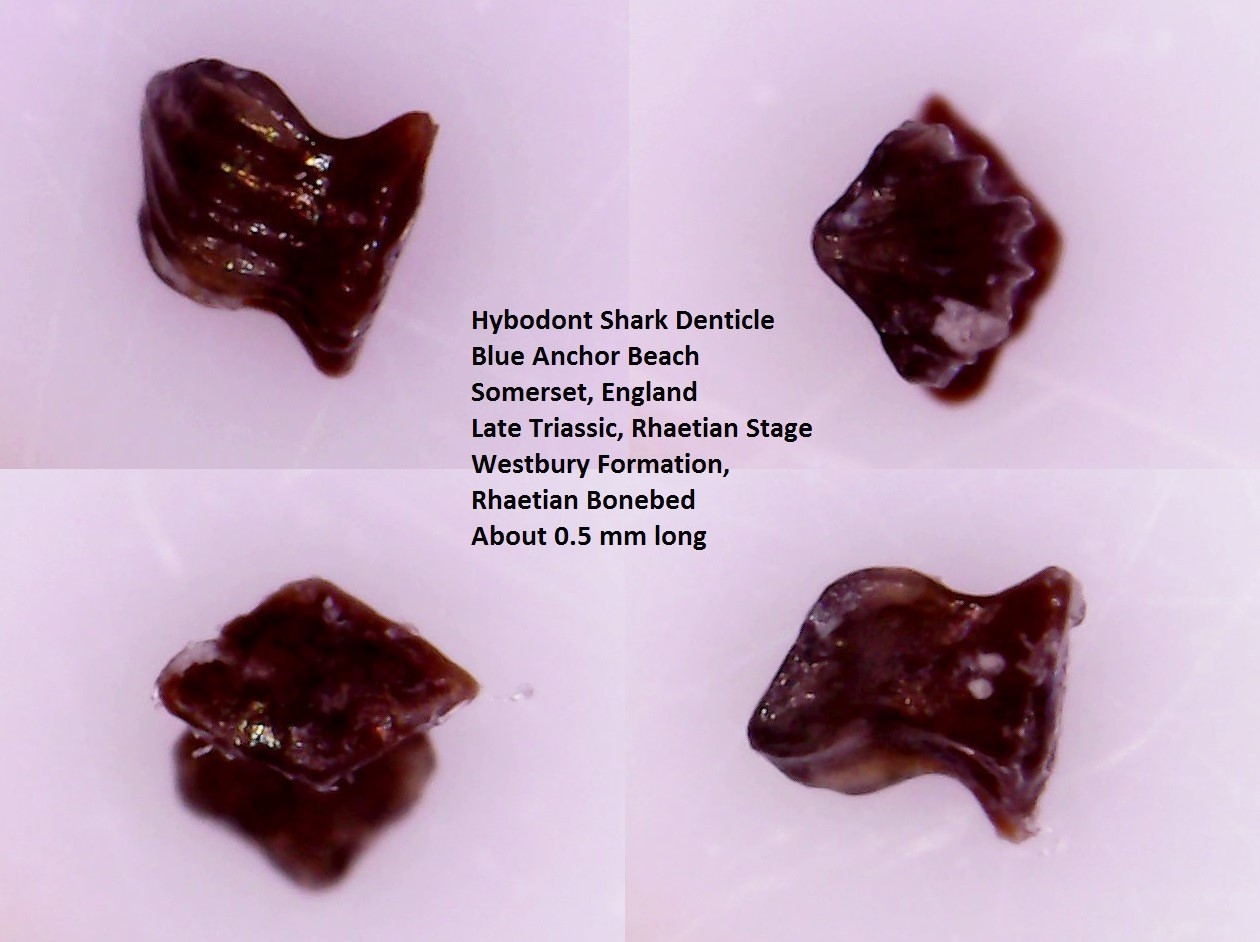 Shark Denticles - Micro-paleontology - The Fossil Forum