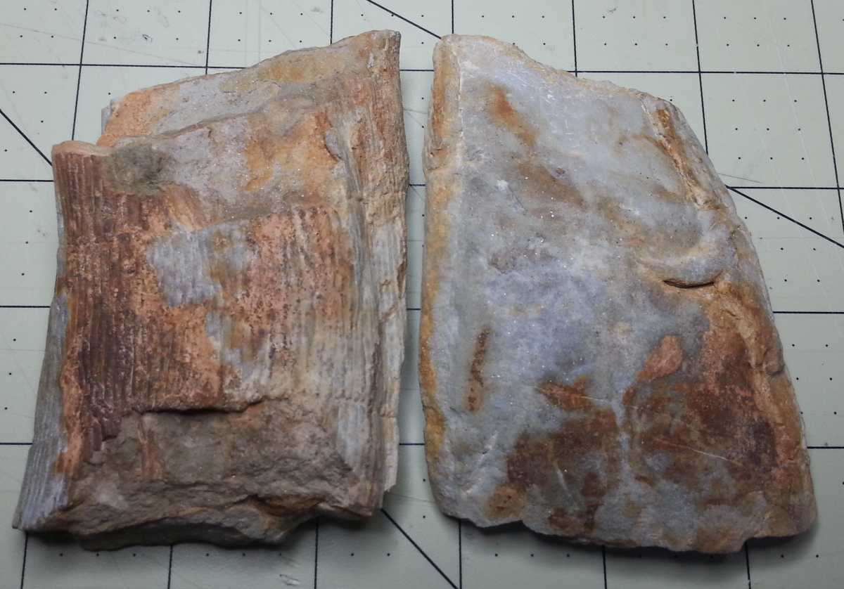 Pattern in calamites - Fossil ID - The Fossil Forum