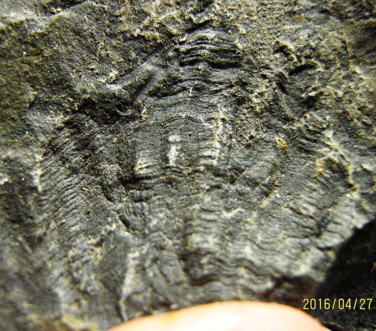 Squished Conularid? - Fossil ID - The Fossil Forum