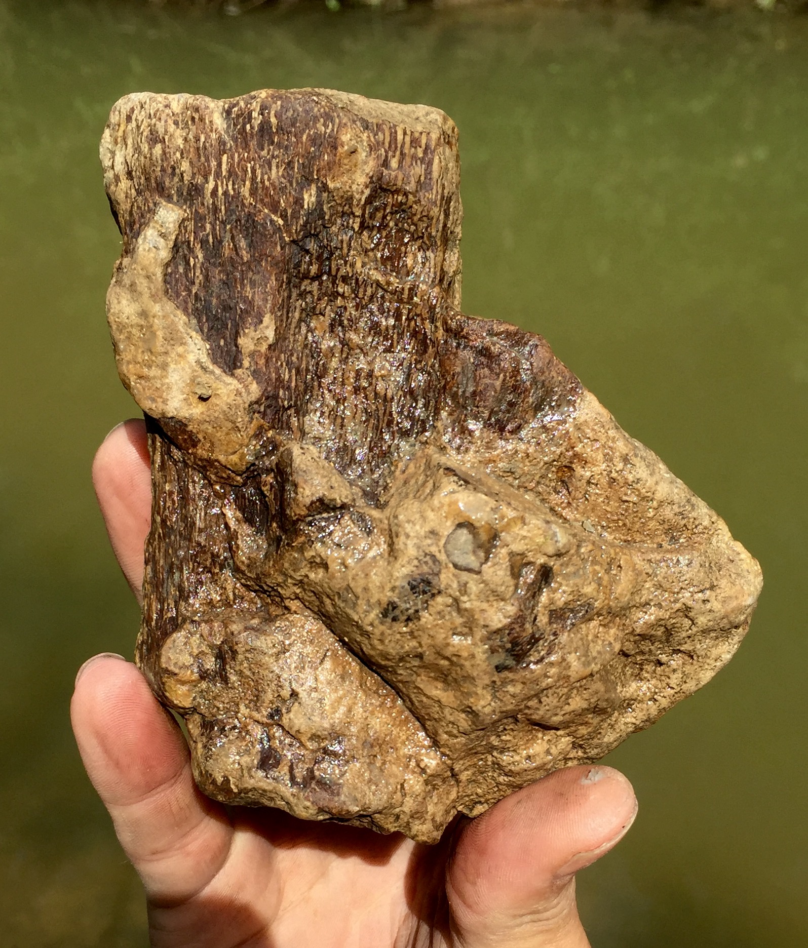4/12/16: post hail hunt in the Eagle Ford- north tx - Fossil Hunting ...