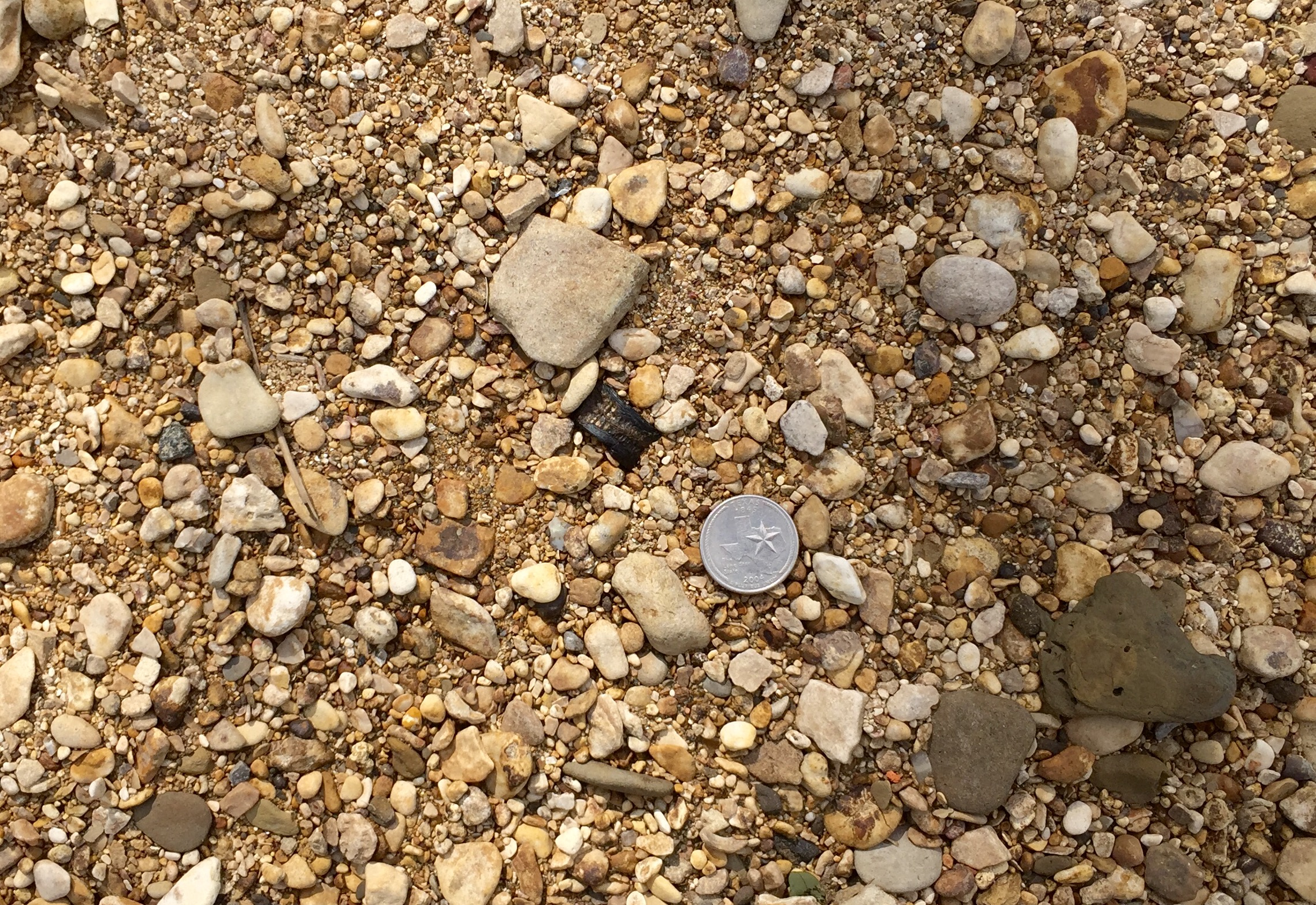 4/12/16: post hail hunt in the Eagle Ford- north tx - Fossil Hunting ...