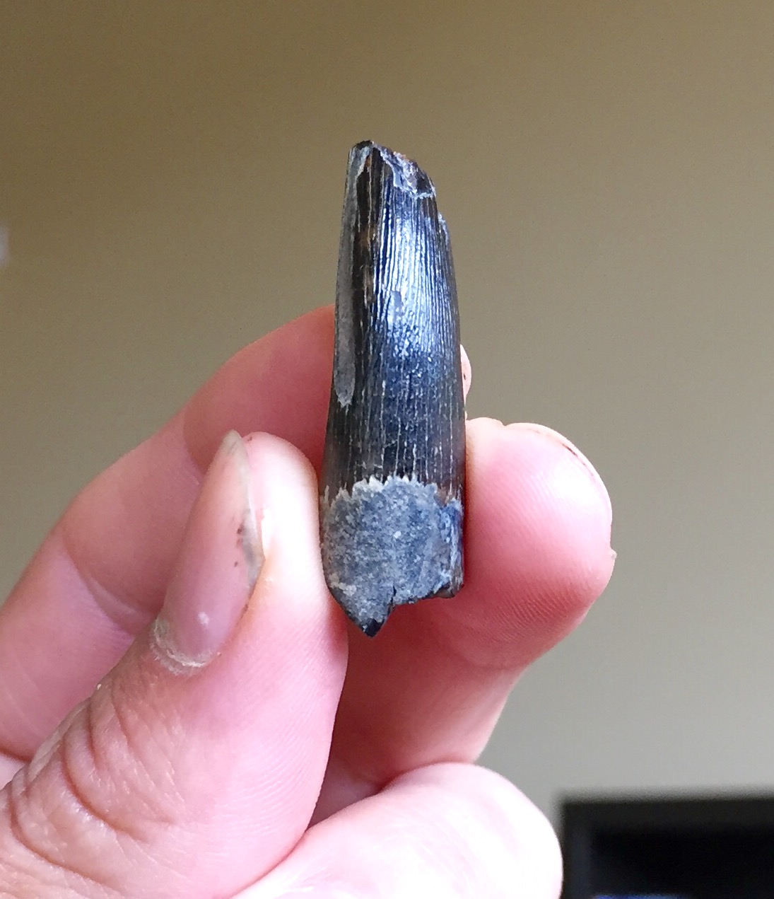 4/12/16: post hail hunt in the Eagle Ford- north tx - Fossil Hunting ...