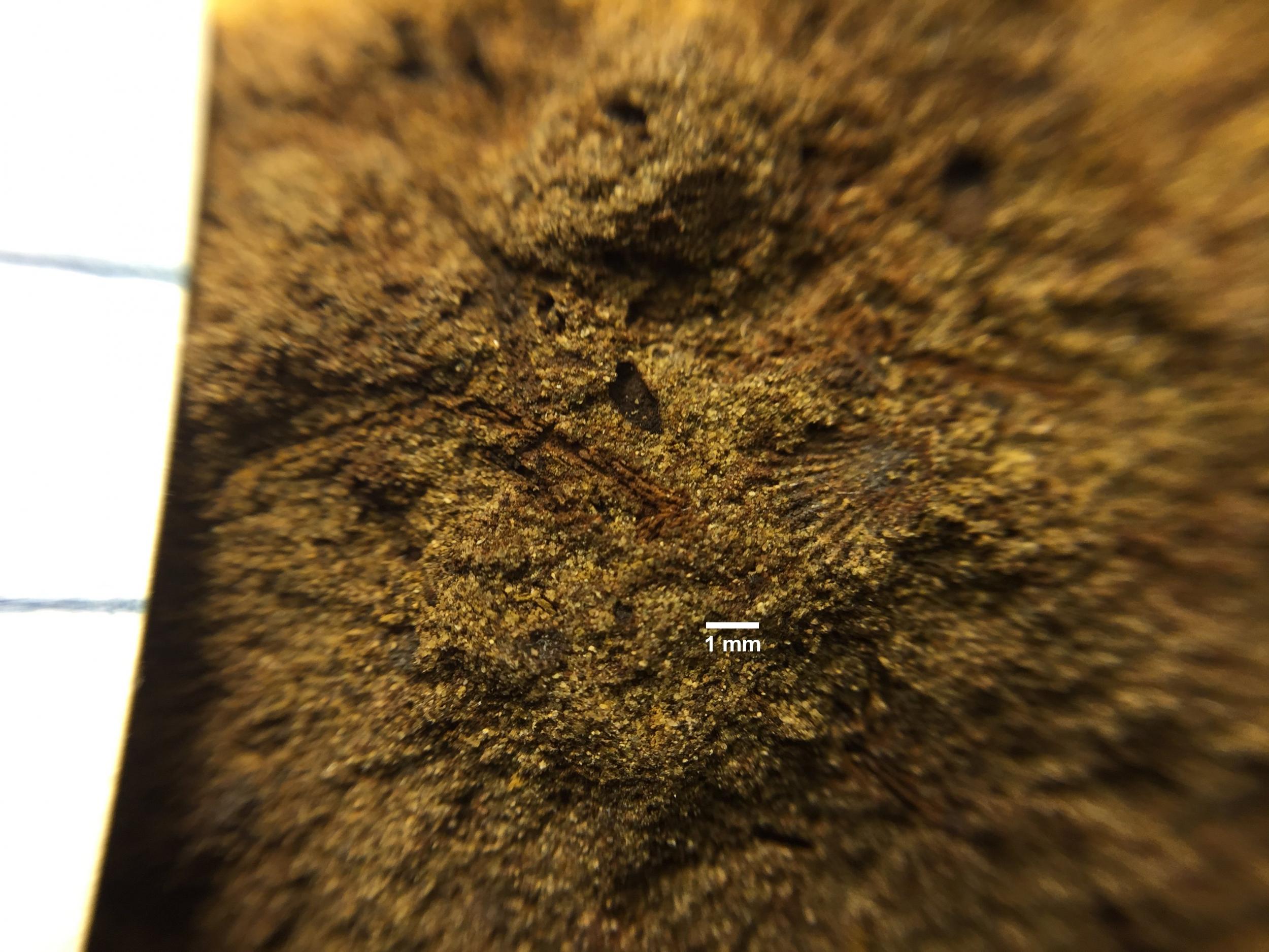 Kaskaskia Sea floor fossils (Monhantango sandstone) - Fossil ID - The ...