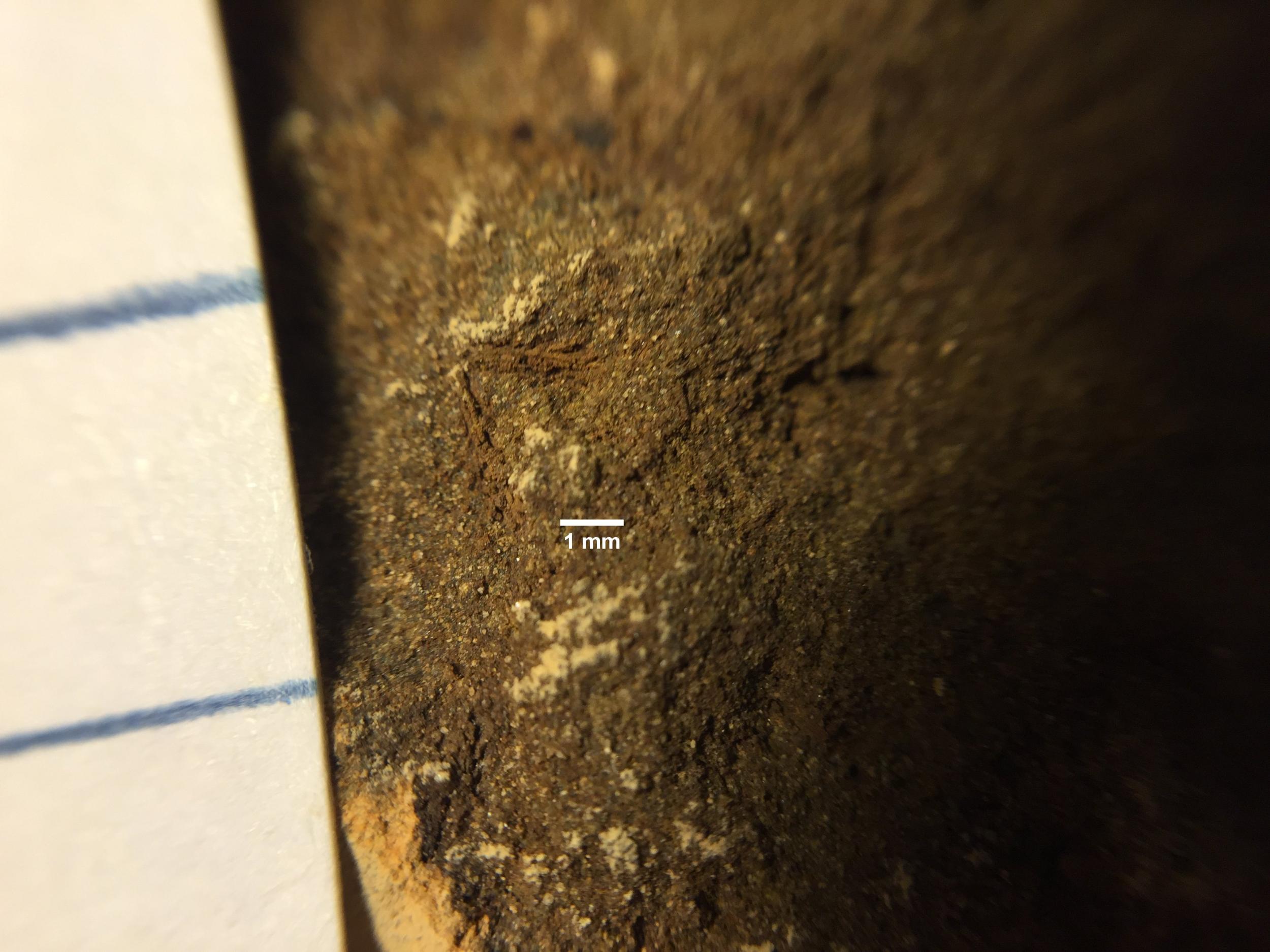 Kaskaskia Sea floor fossils (Monhantango sandstone) - Fossil ID - The ...