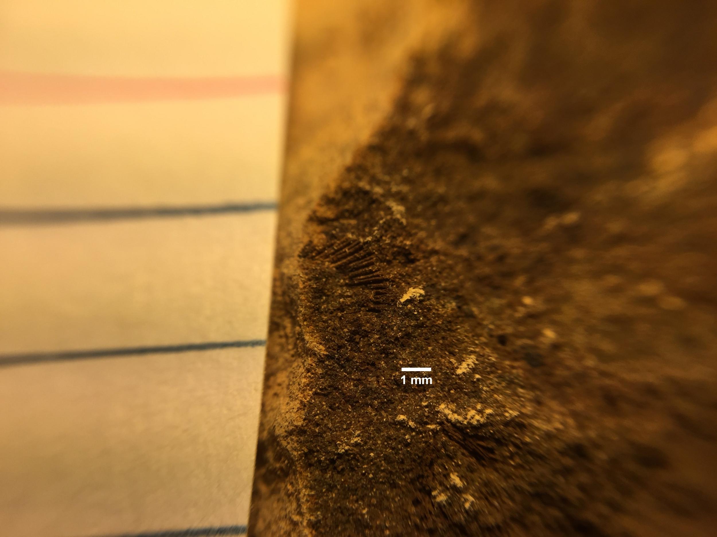 Kaskaskia Sea floor fossils (Monhantango sandstone) - Fossil ID - The ...