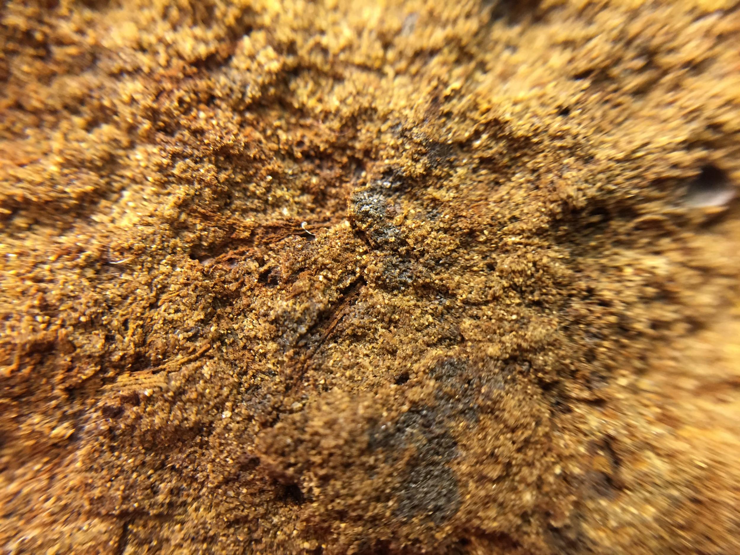 Kaskaskia Sea floor fossils (Monhantango sandstone) - Fossil ID - The ...