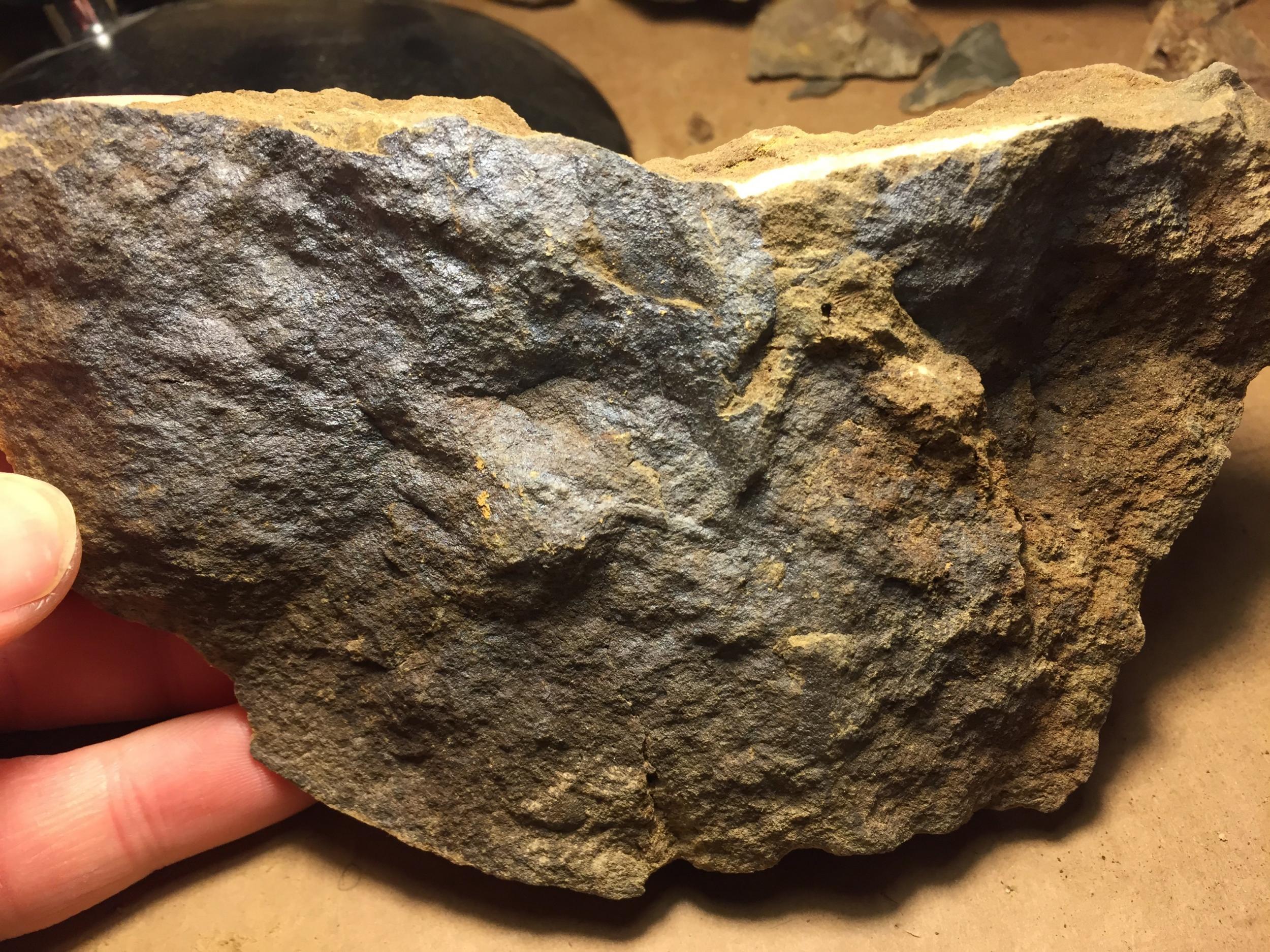 Kaskaskia Sea floor fossils (Monhantango sandstone) - Fossil ID - The ...