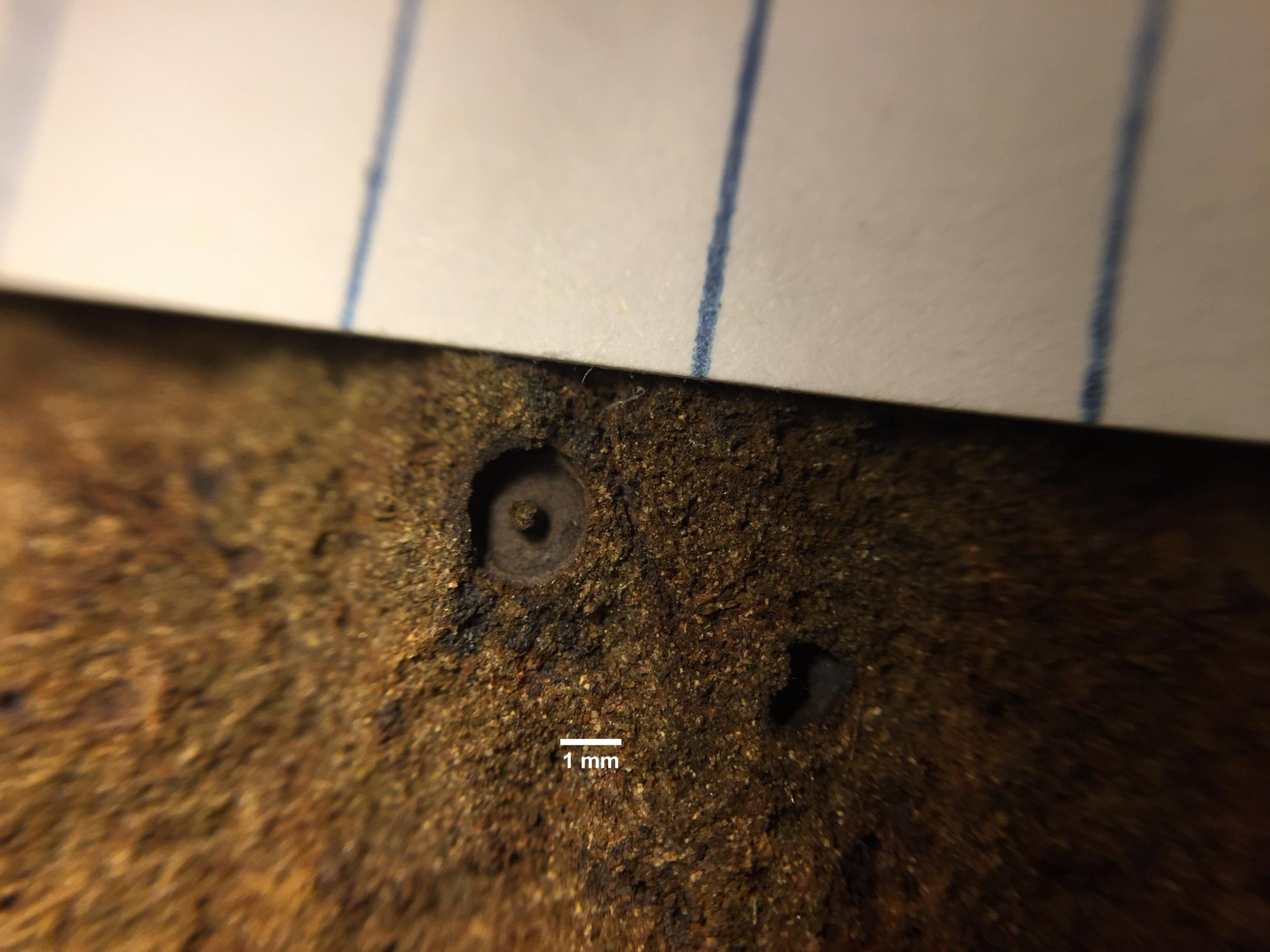 Kaskaskia Sea floor fossils (Monhantango sandstone) - Fossil ID - The ...
