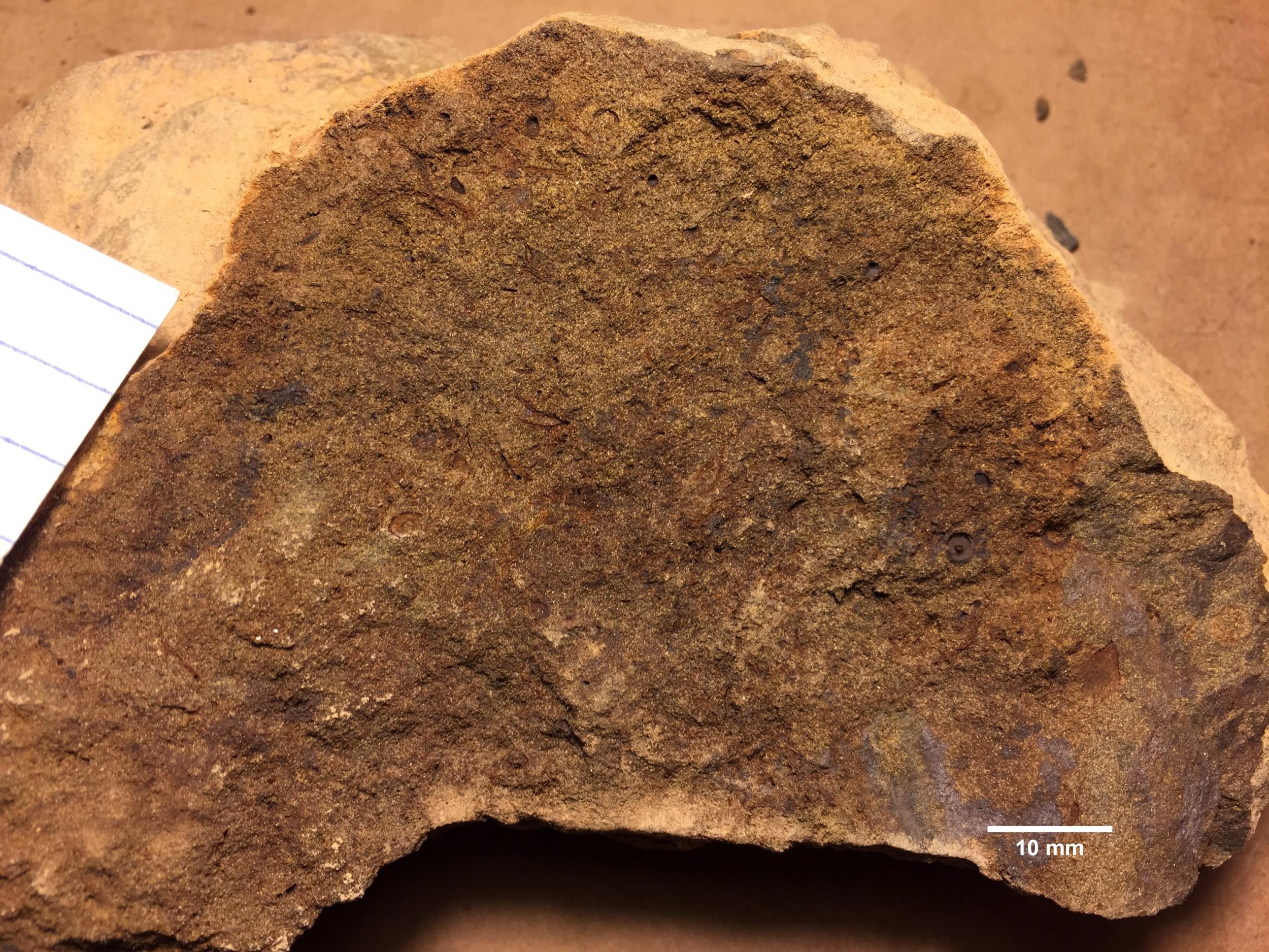 Kaskaskia Sea floor fossils (Monhantango sandstone) - Fossil ID - The ...