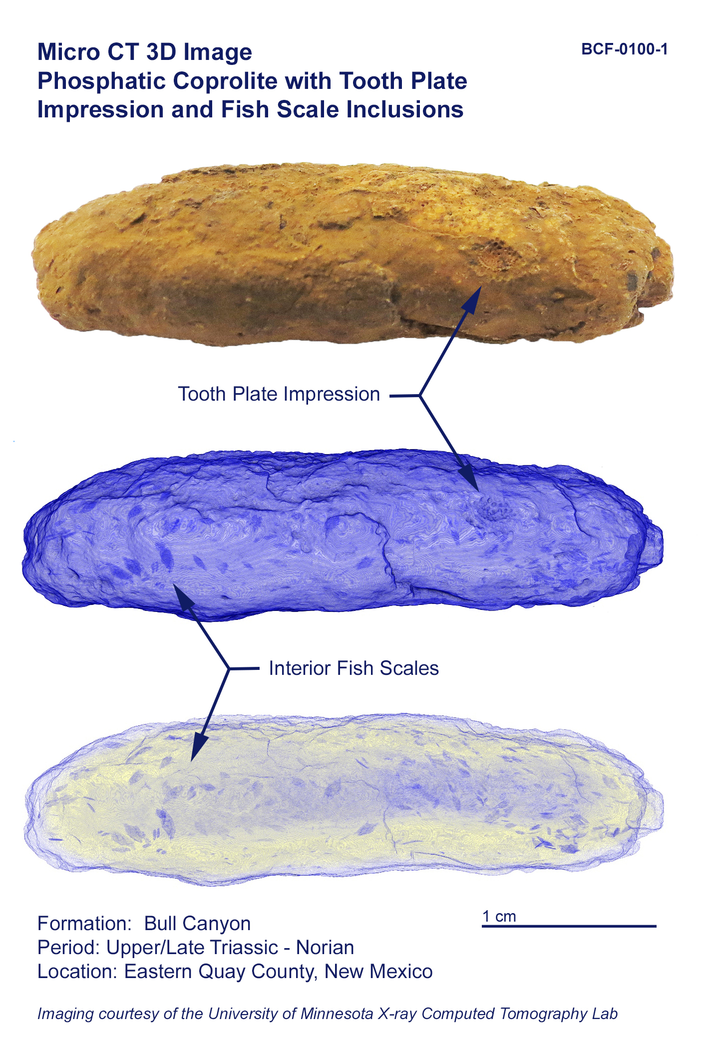 Toothplate Impression From The Lower Jaw Of A Triassic Lungfish? - Page ...