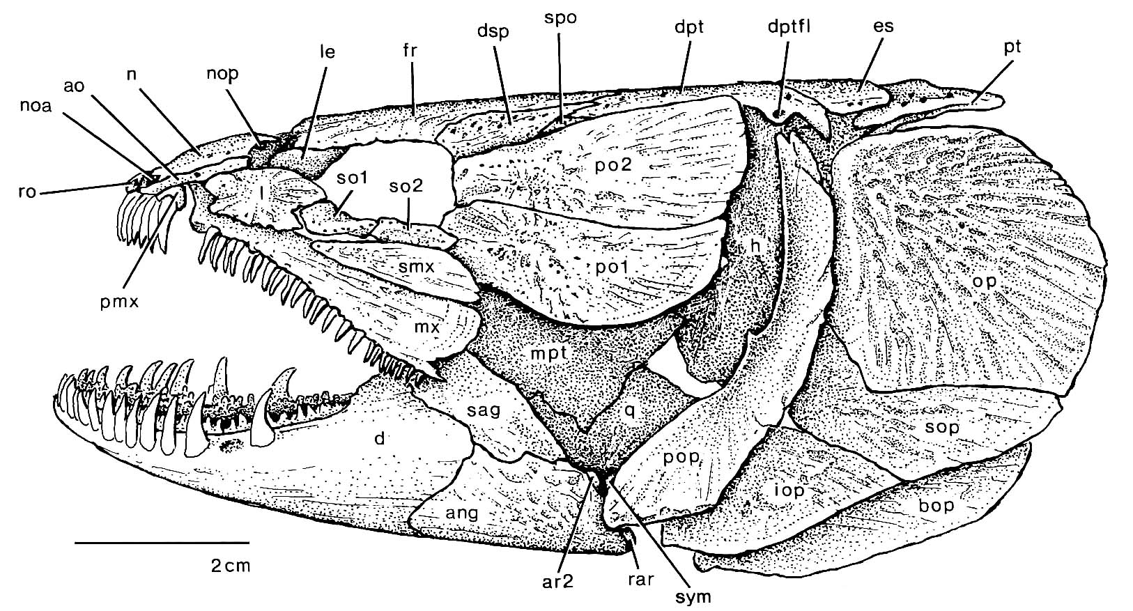 Fish scale - Fossil ID - The Fossil Forum