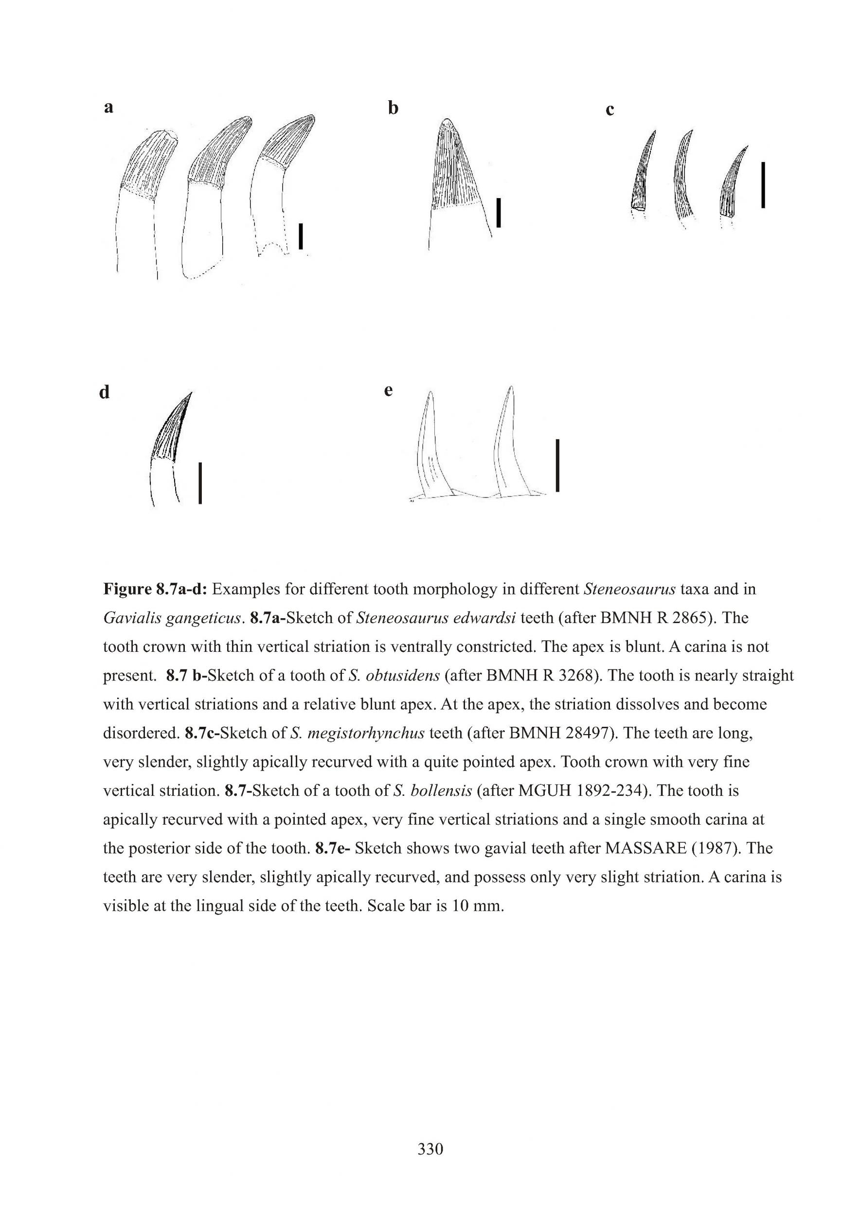 Tooth id - Fossil ID - The Fossil Forum