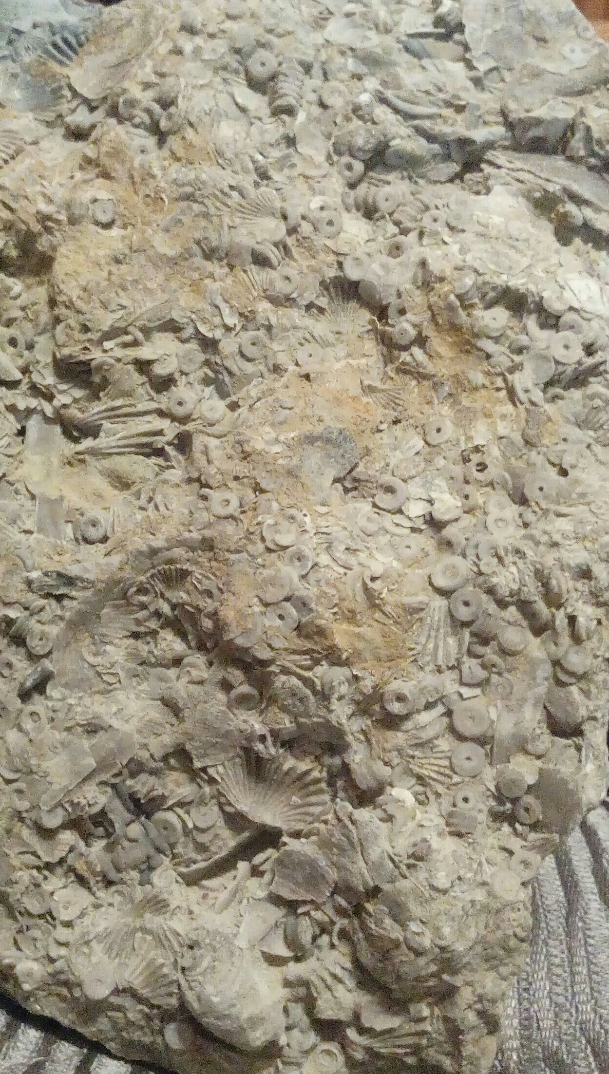 Ohio quarry pile - Fossil Hunting Trips - The Fossil Forum
