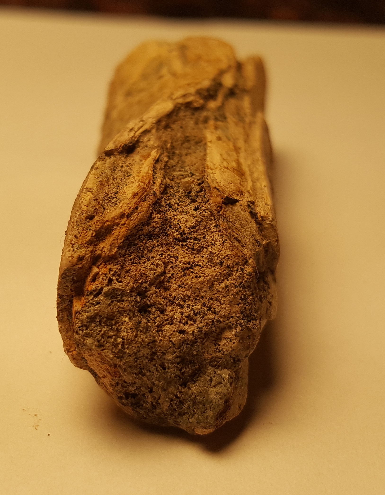 West Tennessee Cretaceous Bone? - Fossil ID - The Fossil Forum