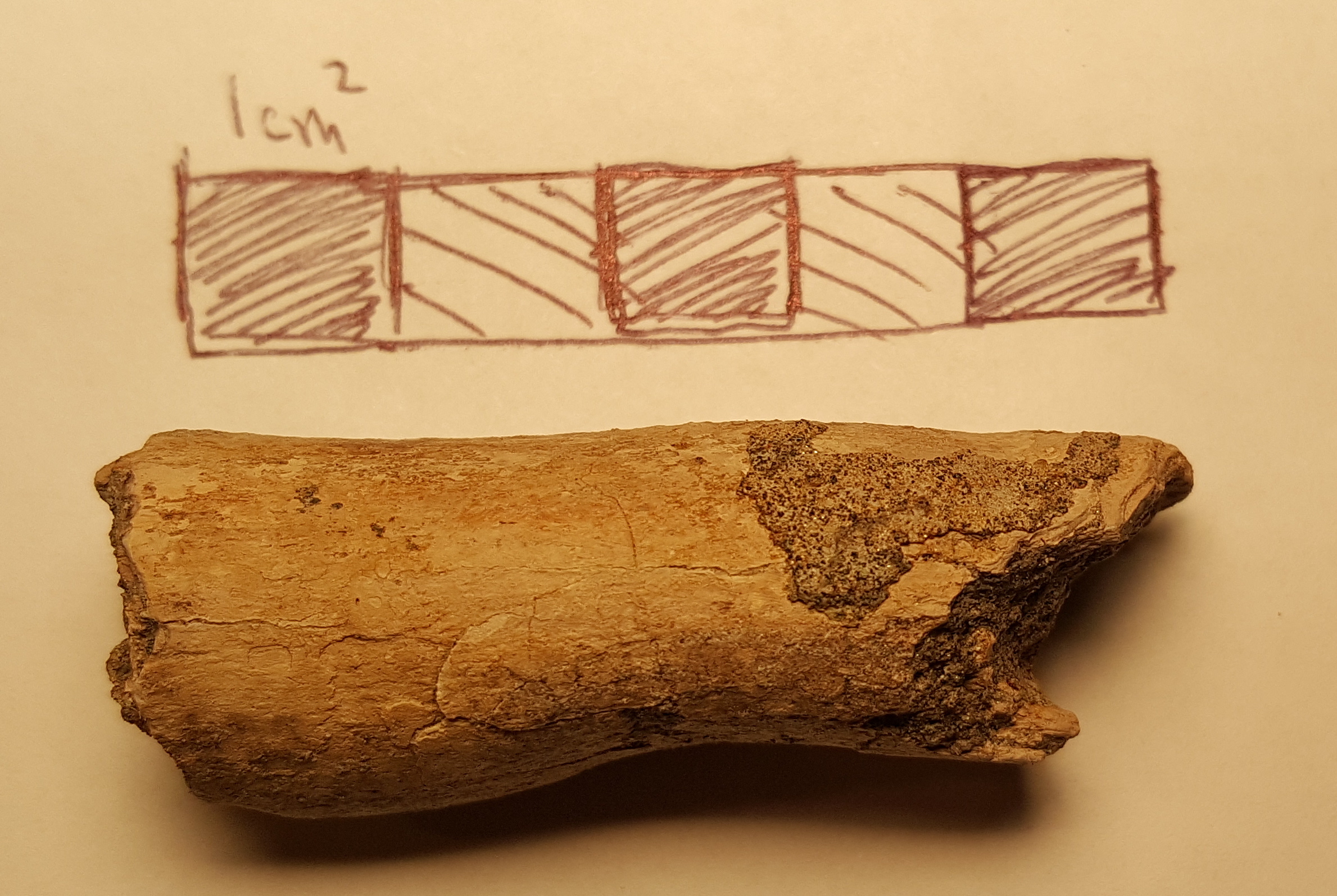 West Tennessee Cretaceous Bone? - Fossil ID - The Fossil Forum